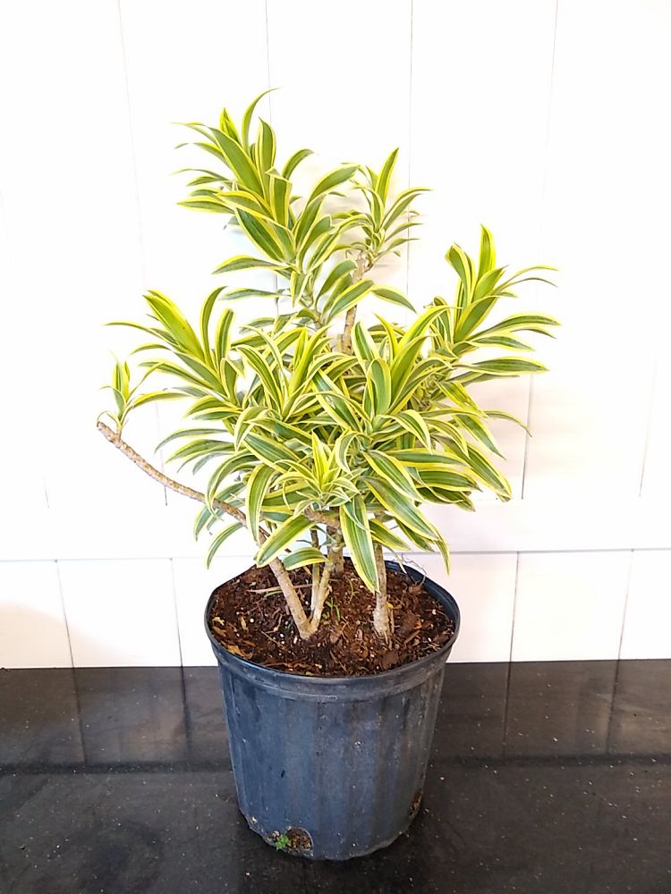 Dracaena reflexa ‘Song of India’, Pleomele, Dracaena reflexa ‘Variegata ...
