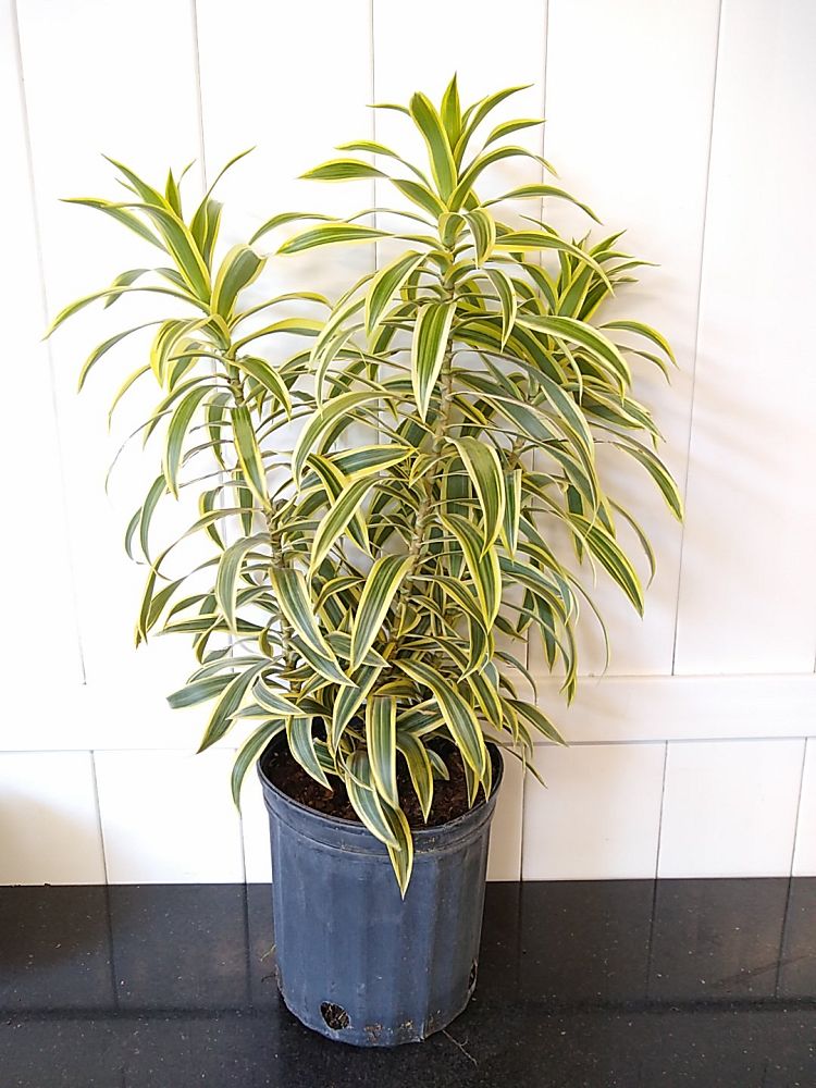 Dracaena reflexa ‘Song of India’, Pleomele, Dracaena reflexa ‘Variegata ...