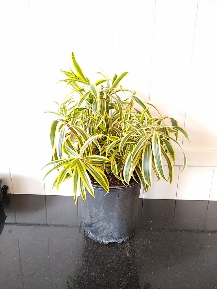 Dracaena reflexa ‘Song of India’, Pleomele, Dracaena reflexa ‘Variegata ...