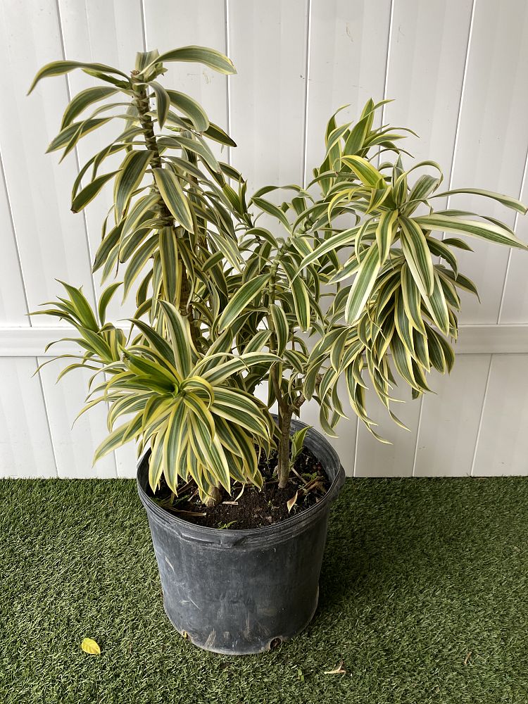 Dracaena reflexa ‘Song of India’, Pleomele, Dracaena reflexa ‘Variegata ...