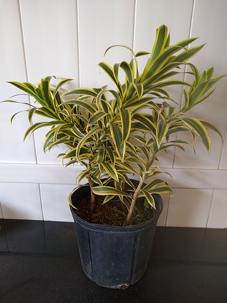 Dracaena reflexa ‘Song of India’, Pleomele, Dracaena reflexa ‘Variegata ...