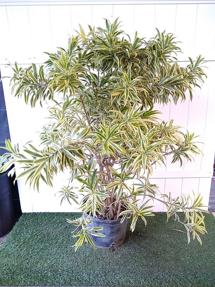 Song of India Tree | PlantVine