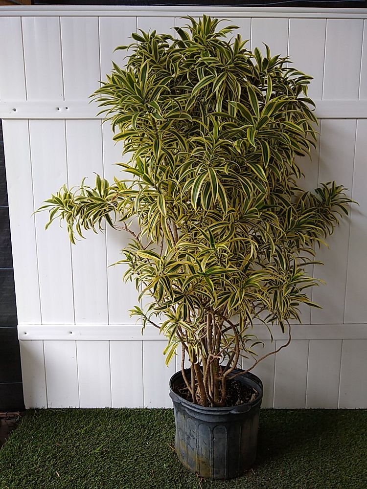 Song of India Tree | PlantVine