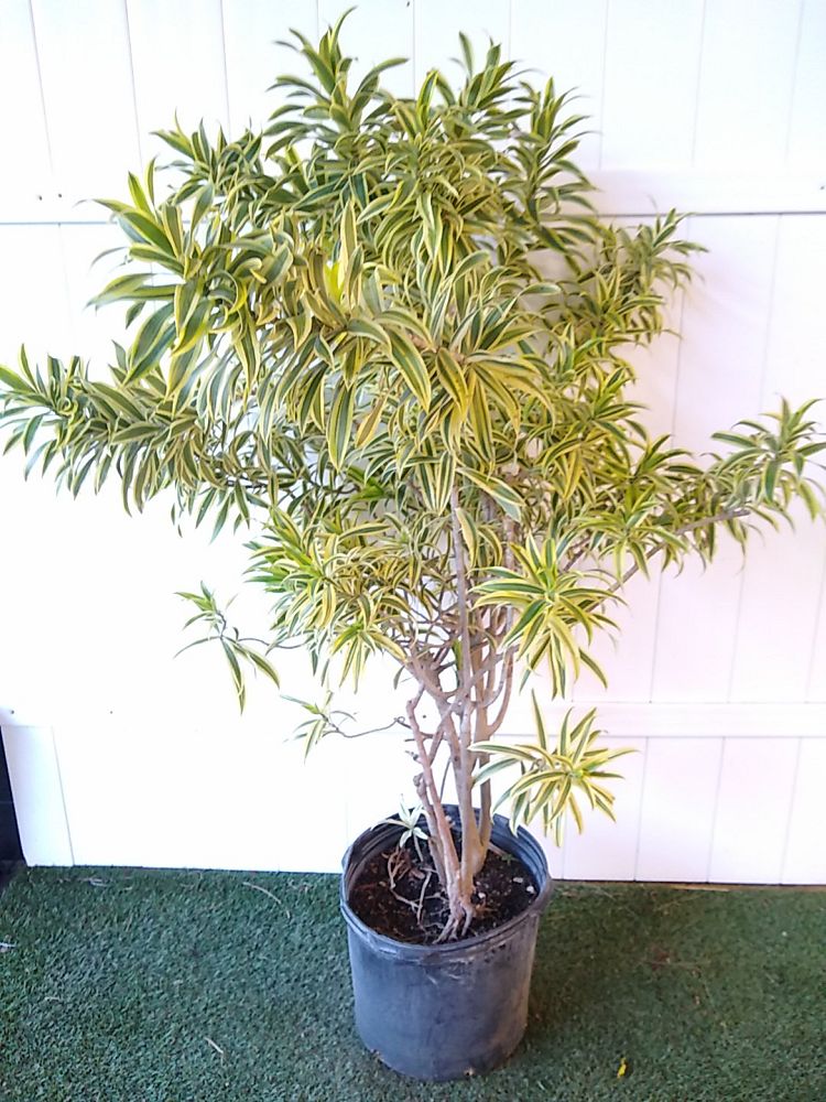 Song of India Tree | PlantVine