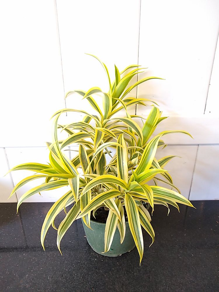 Song of India Tree | PlantVine