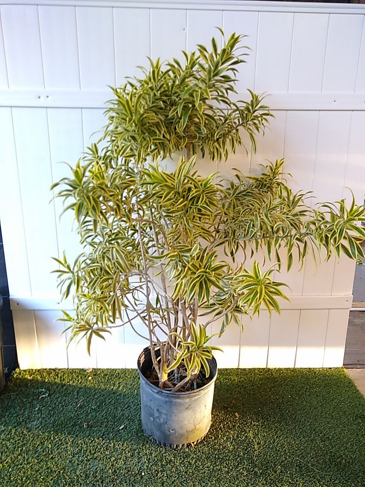 Song of India Tree | PlantVine