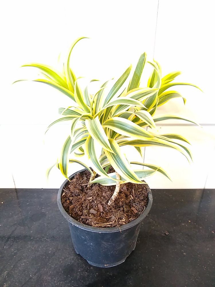 Song of India Tree | PlantVine