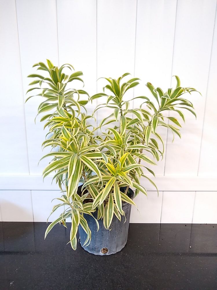 Song of India Tree | PlantVine