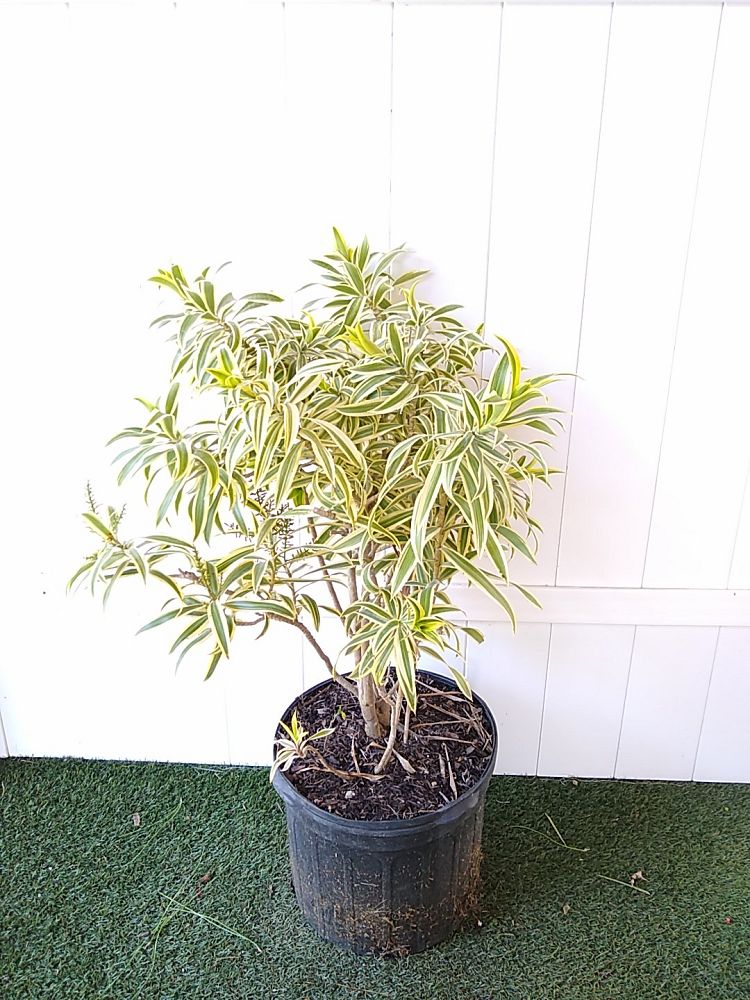 Song of India Tree | PlantVine