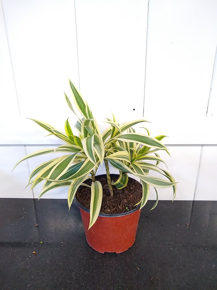 Song of India Tree | PlantVine