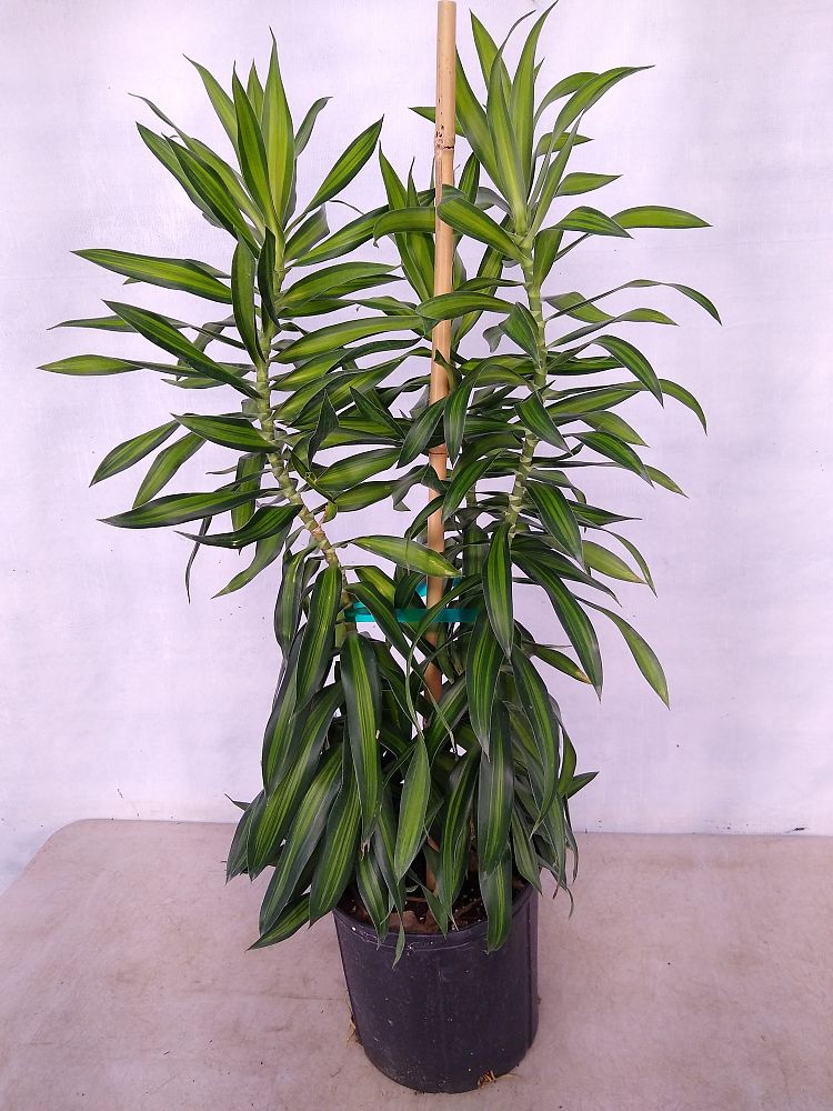 dracaena reflexa