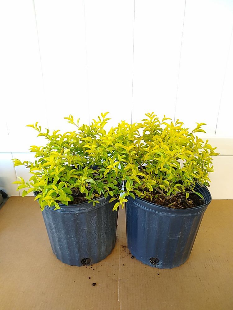 Golden Dewdrop Duranta | PlantVine