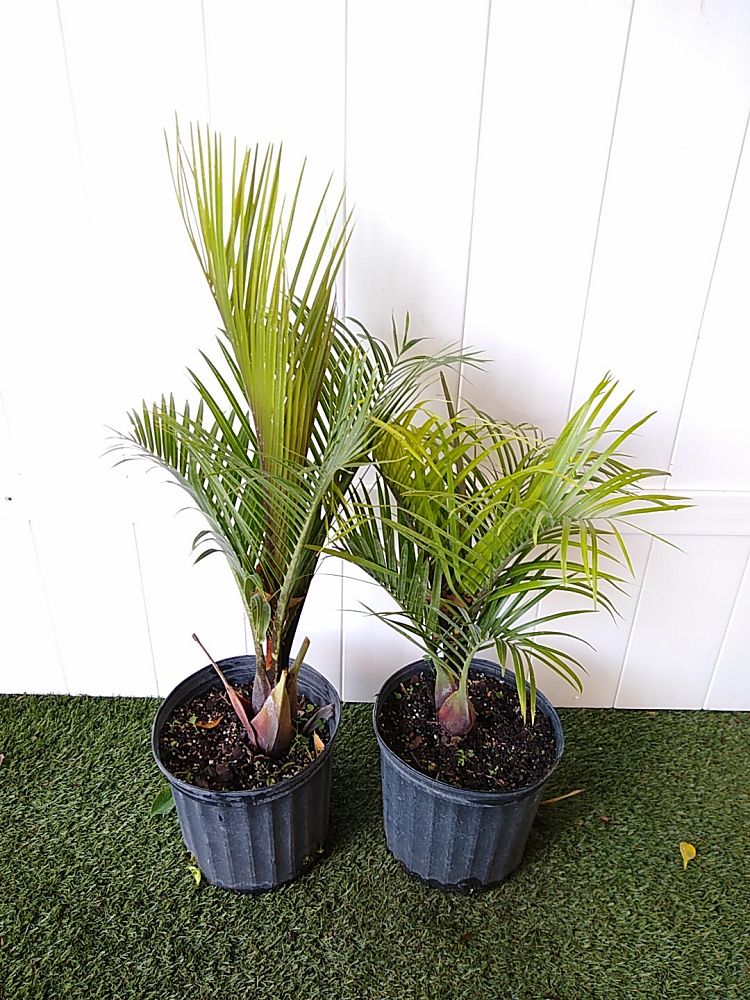 Dypsis decaryi, Triangle Palm | PlantVine