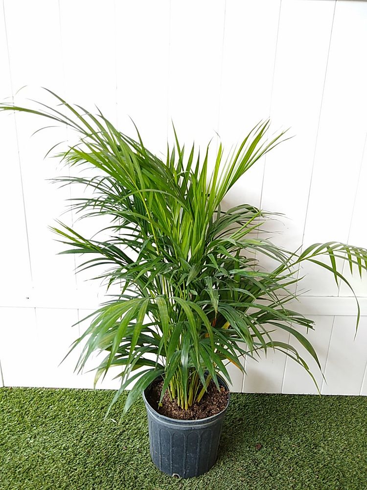 Dypsis lutescens, Areca Palm | PlantVine