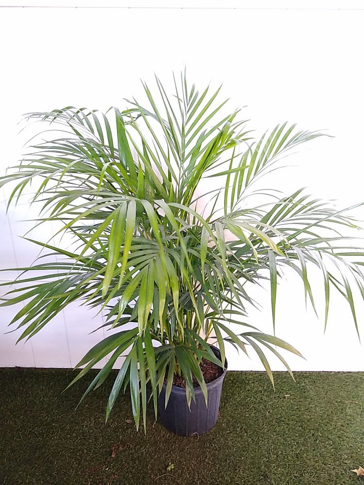 Dypsis lutescens, Areca Palm | PlantVine