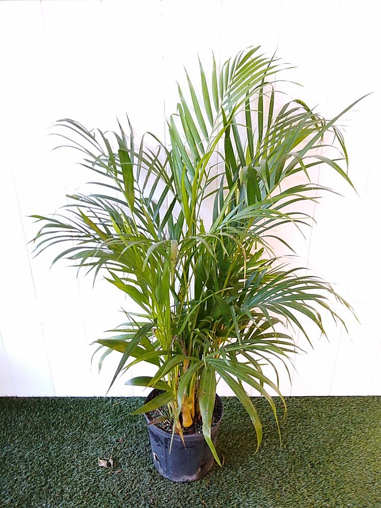 Dypsis lutescens, Areca Palm | PlantVine