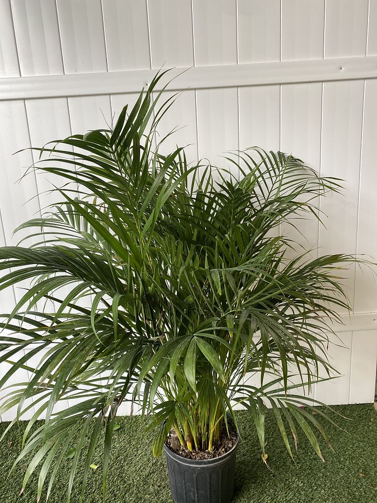 Dypsis lutescens, Areca Palm | PlantVine