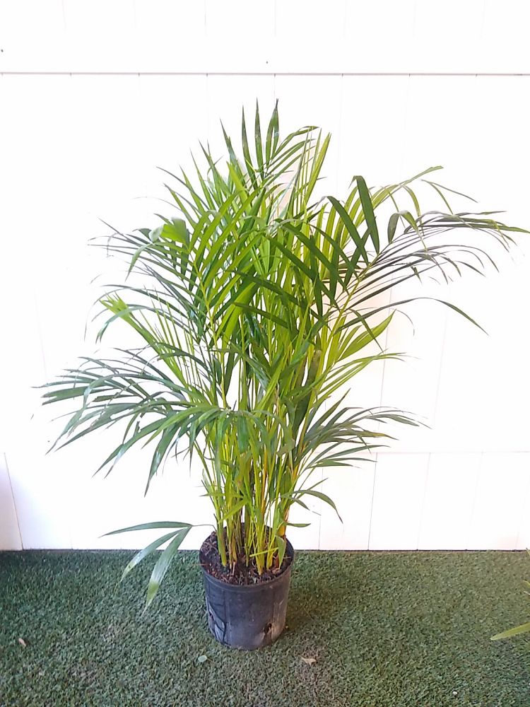Dypsis lutescens, Areca Palm | PlantVine