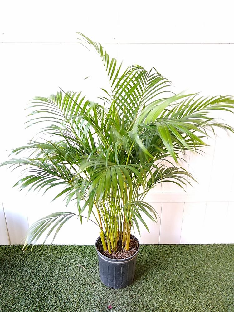 Dypsis lutescens, Areca Palm | PlantVine