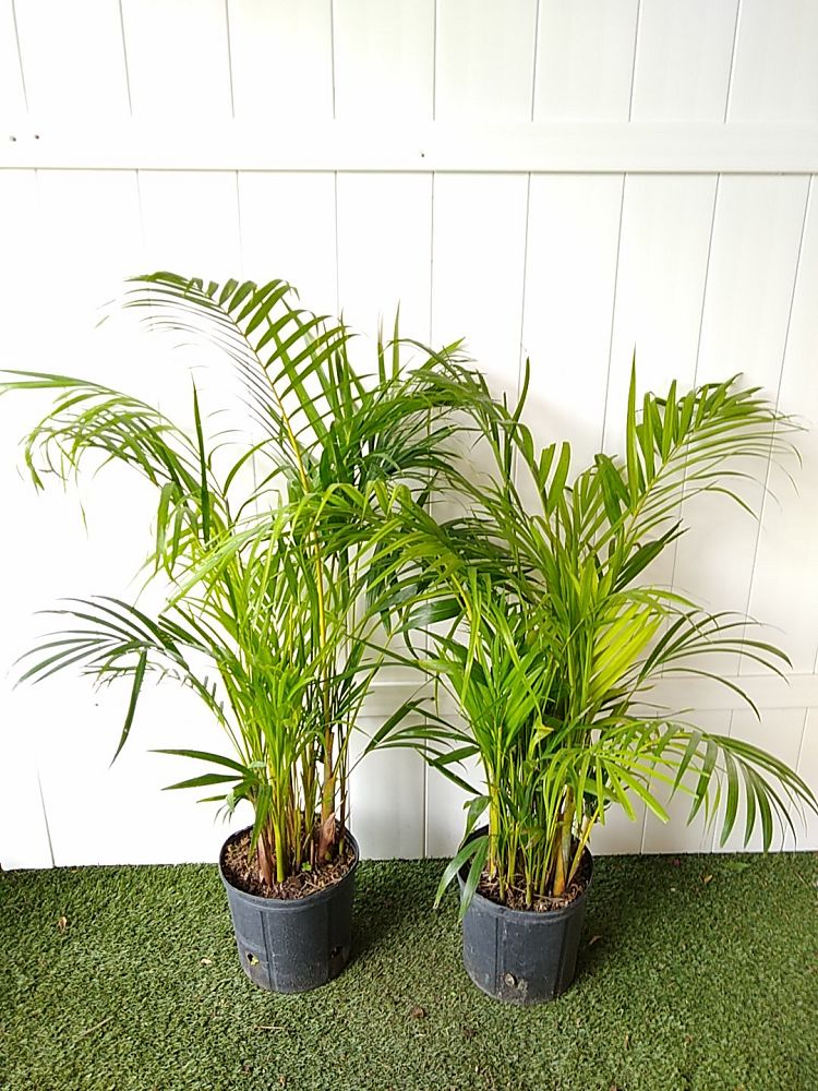 Dypsis lutescens, Areca Palm | PlantVine