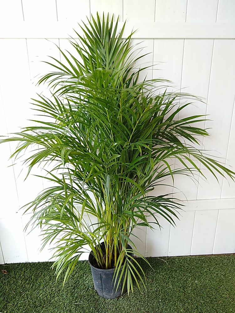 Dypsis lutescens, Areca Palm | PlantVine
