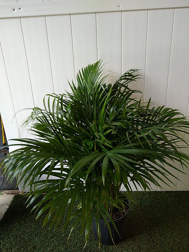 Areca Palm | PlantVine