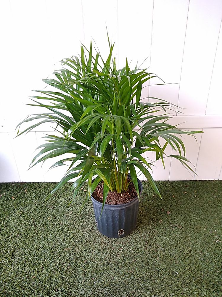 Areca Palm | PlantVine
