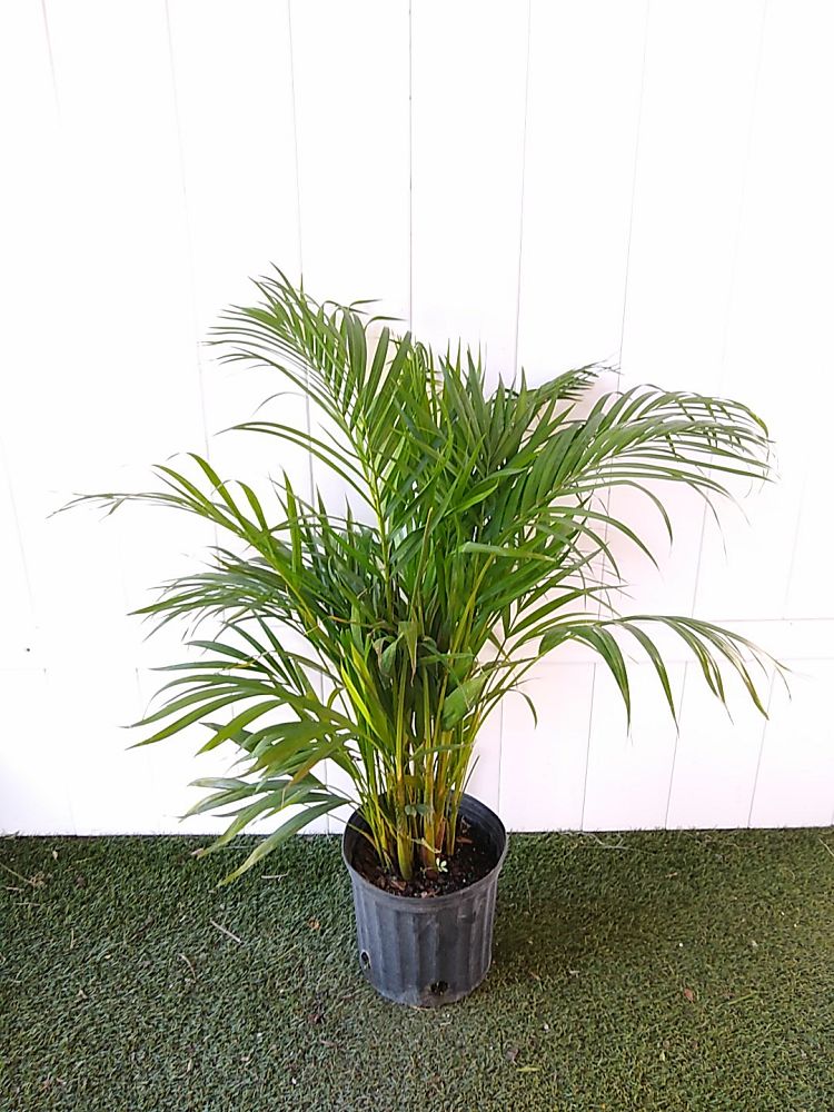 Areca Palm | PlantVine