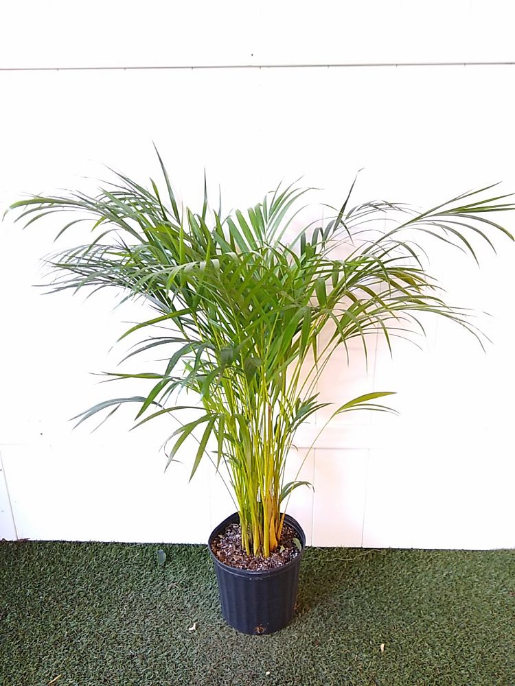 Areca Palm | PlantVine