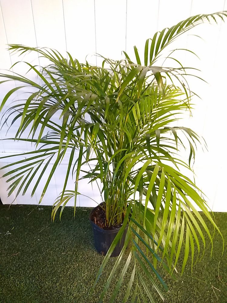 Areca Palm | PlantVine