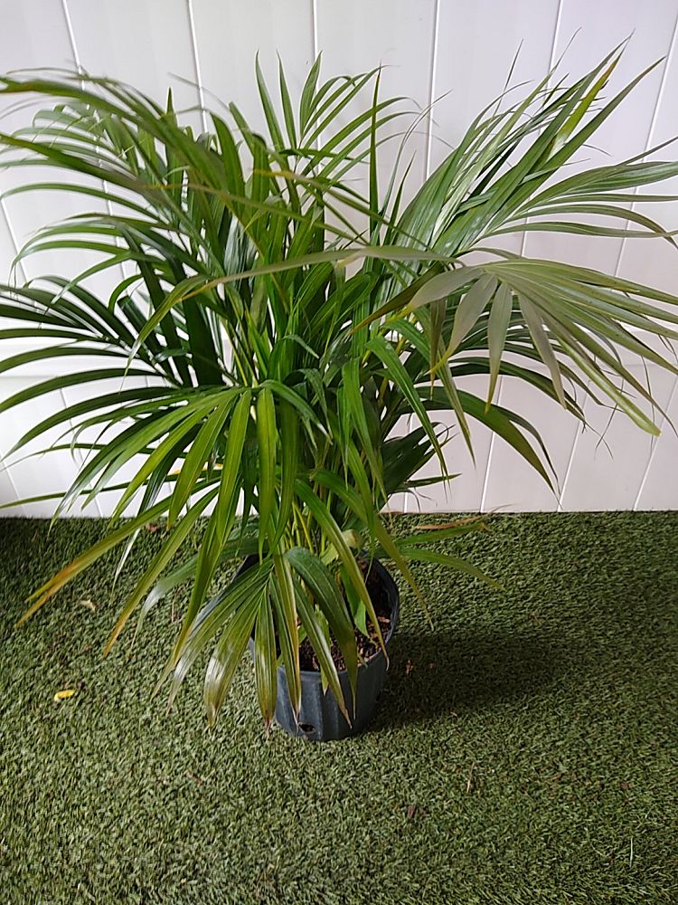 Areca Palm | PlantVine