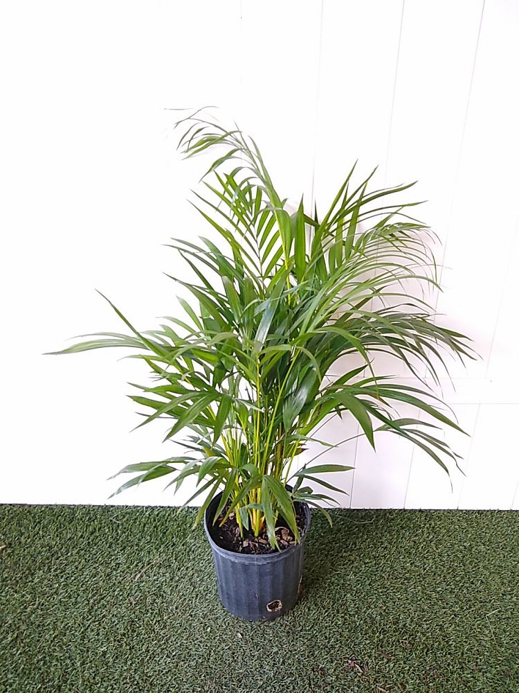Areca Palm | PlantVine