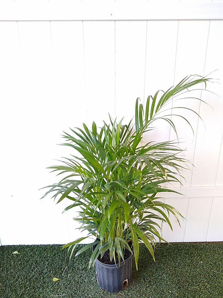 Areca Palm | PlantVine