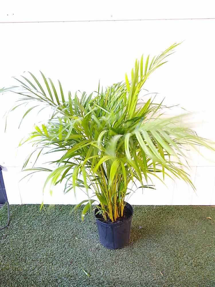 Areca Palm | PlantVine