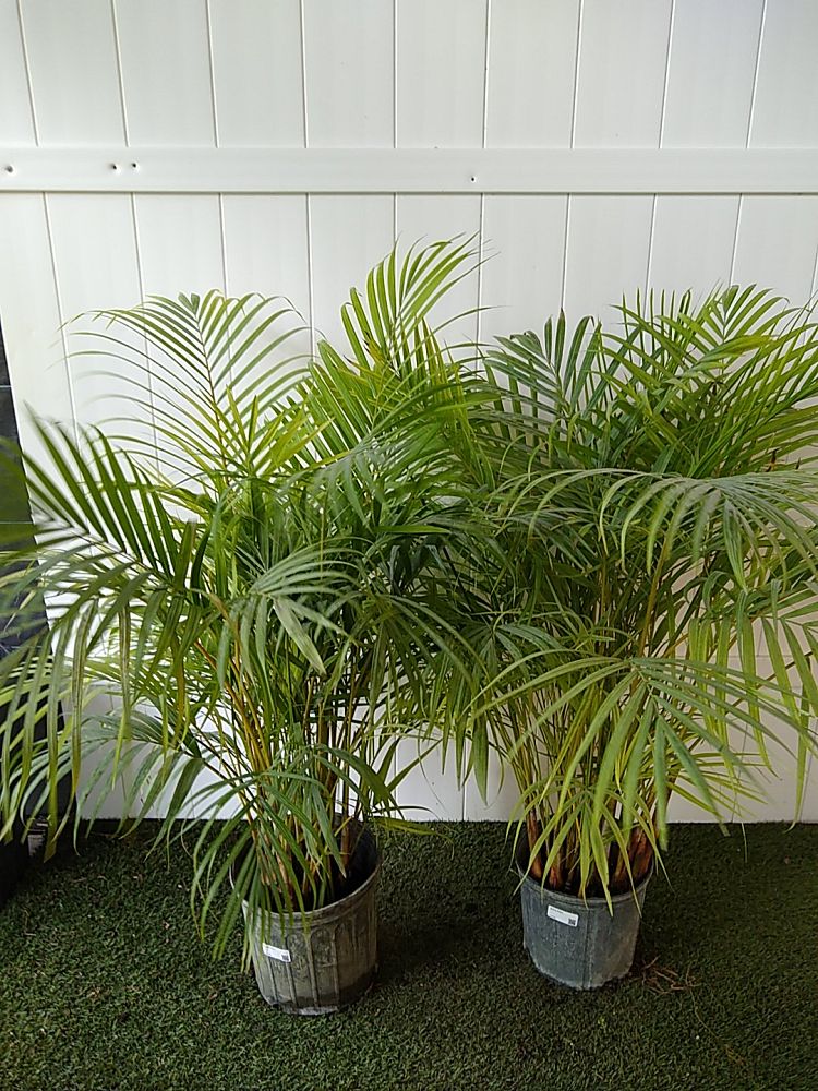 Areca Palm | PlantVine