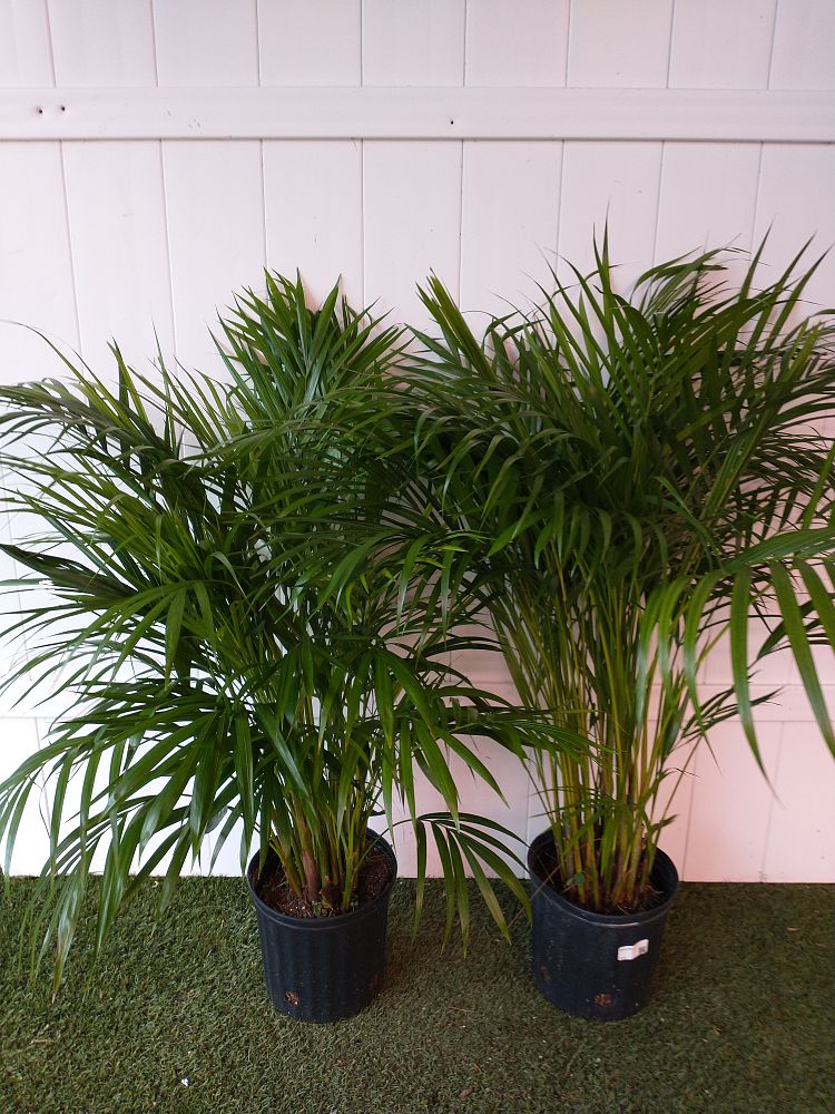 Areca Palm | PlantVine