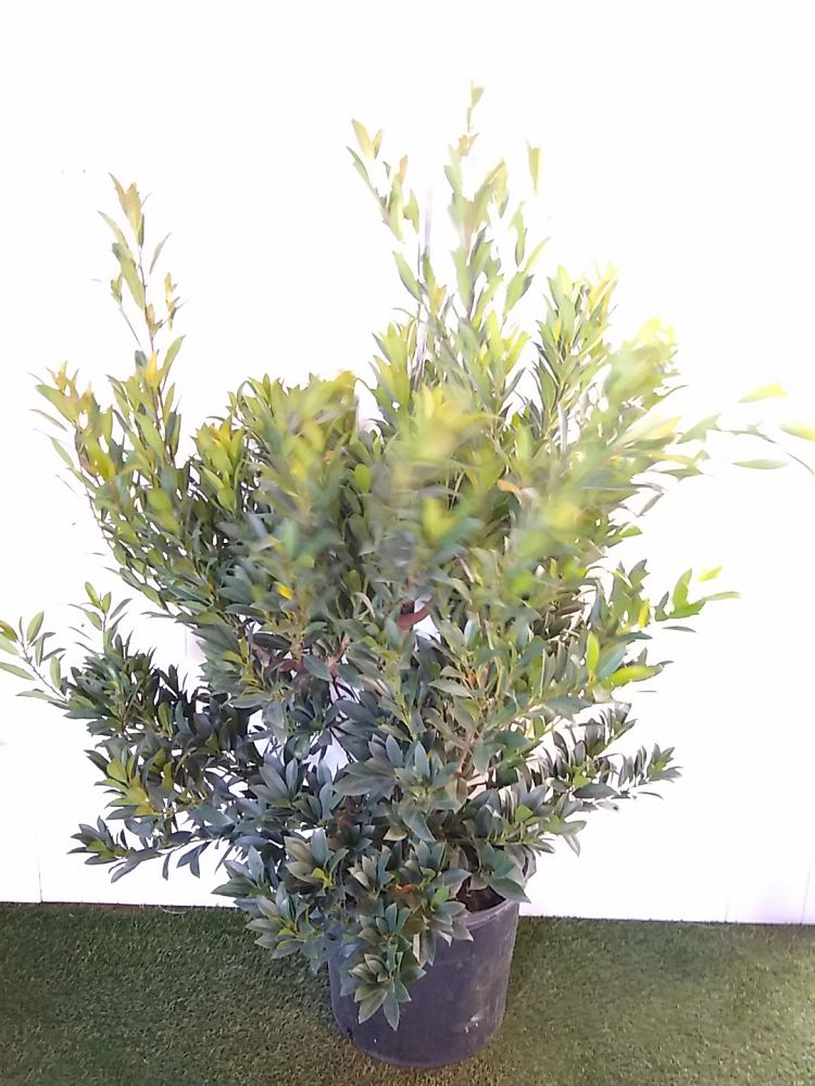 Elaeocarpus decipiens, Japanese Blueberry | PlantVine