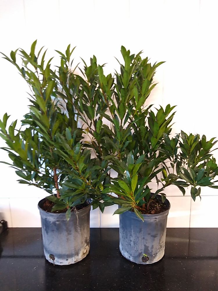 Elaeocarpus decipiens, Japanese Blueberry | PlantVine