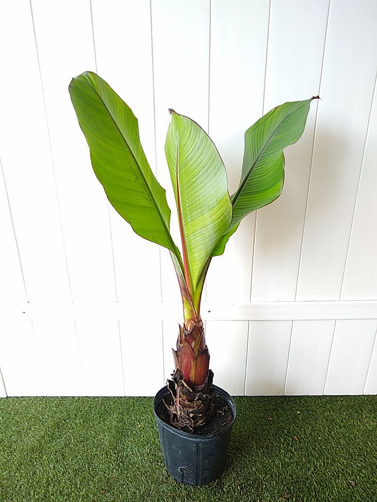 Ensete ventricosum ‘Maurelii’, Musa maurelii, Maurelii Red Banana ...