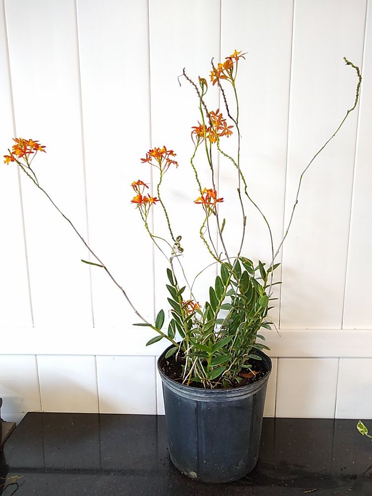 Reed Stem Orchid | PlantVine