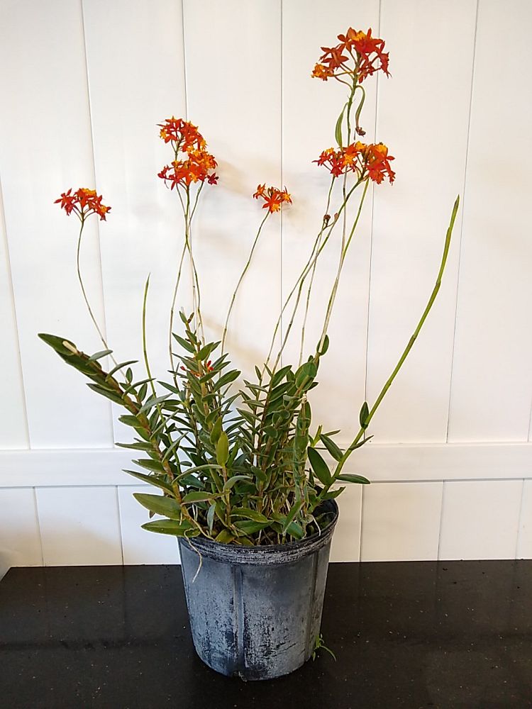 Reed Stem Orchid | PlantVine