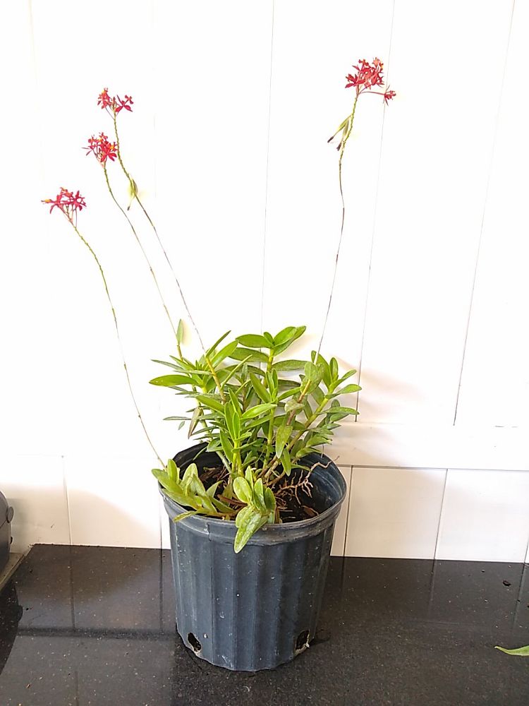 Reed Stem Orchid | PlantVine