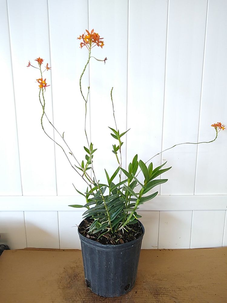 Epidendrum ibaguense, Reed Stem Orchid | PlantVine