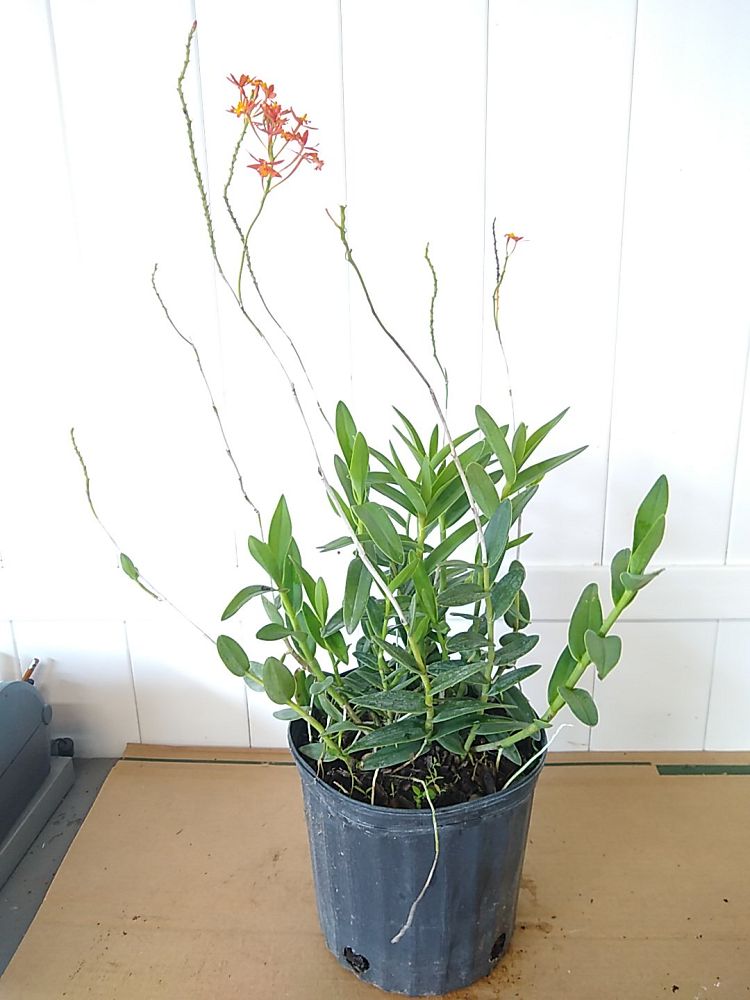 Epidendrum ibaguense, Reed Stem Orchid | PlantVine