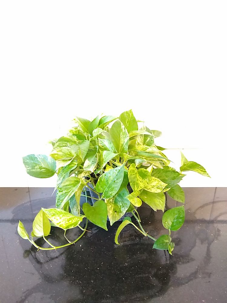 Marble Queen Pothos | PlantVine