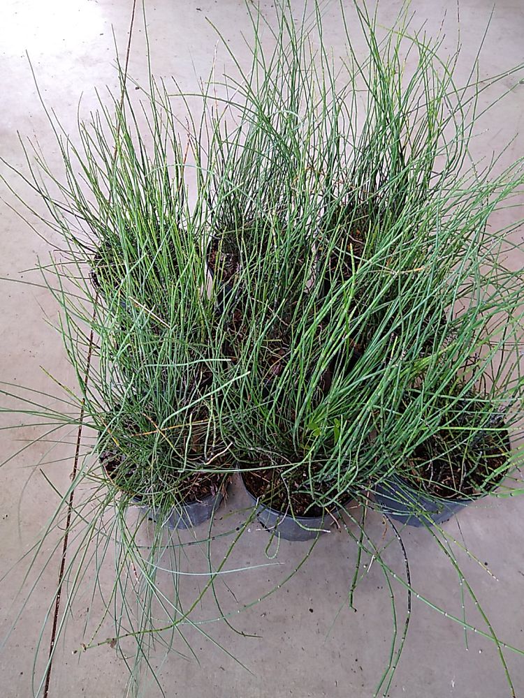 Equisetum hyemale, Horsetail Reed | PlantVine