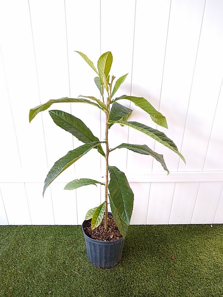 Loquat Edible Fruit Tree, Eriobotrya japonica | PlantVine