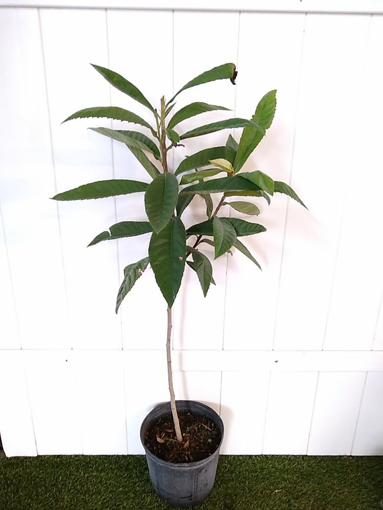 Loquat Edible Fruit Tree, Eriobotrya japonica | PlantVine