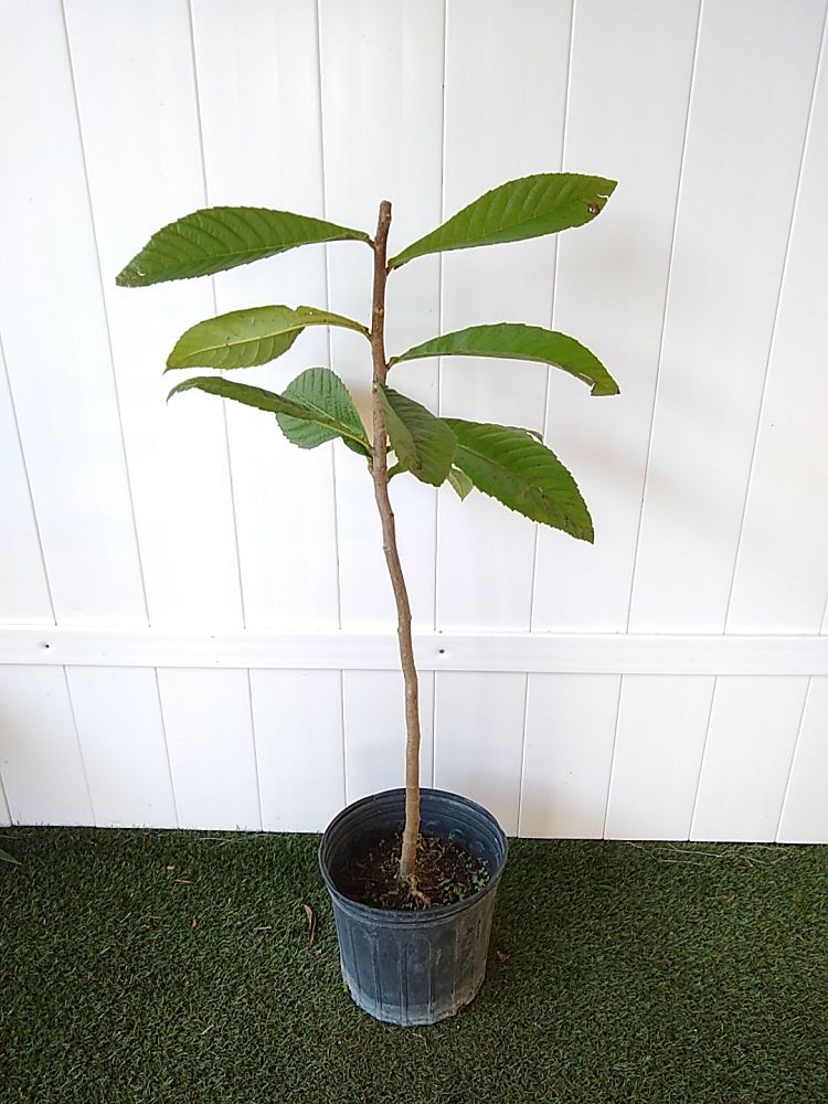 Loquat Edible Fruit Tree, Eriobotrya japonica | PlantVine