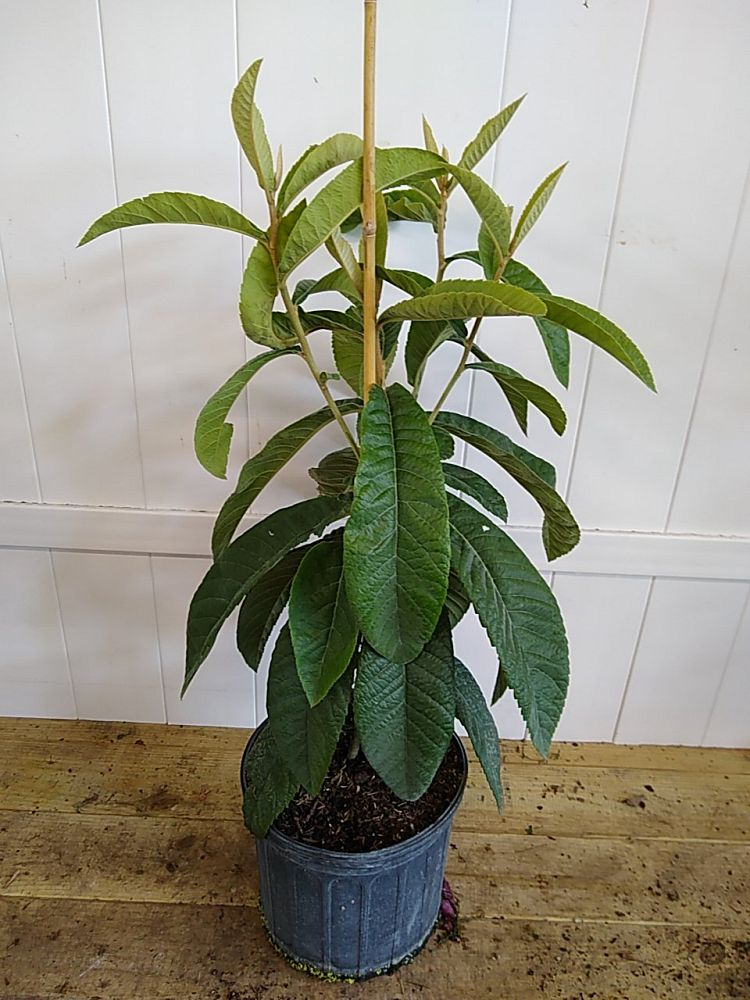 Loquat Edible Fruit Tree, Eriobotrya japonica | PlantVine